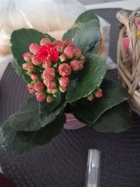 Aký Je To Kvet Modrý Koník