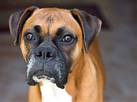 Boxer Dog Size Life Expectancy Personality And Care Britannica
