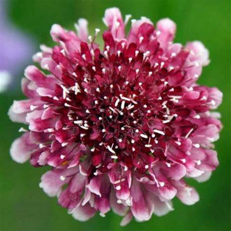 Scabiosa Fire King My Flower Stop