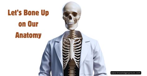 150 Bone Puns To Tickle Your Funny Bone And Make You Laugh