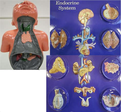 Endocrine Glandsorgans Models Diagram Quizlet