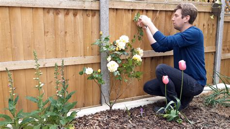 Climbing Roses On Fence Climbing Roses Wildwood Outdoor Living