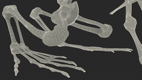 Frog Skeleton 3d Model 89 Lxo C4d Blend Fbx 3ds Max Ma Obj