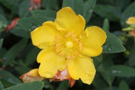 Guía Definitiva Sobre Hypericum Calycinum Cuidados Usos Y Curiosidades