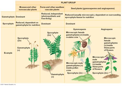 Plant Iii Flashcards Quizlet
