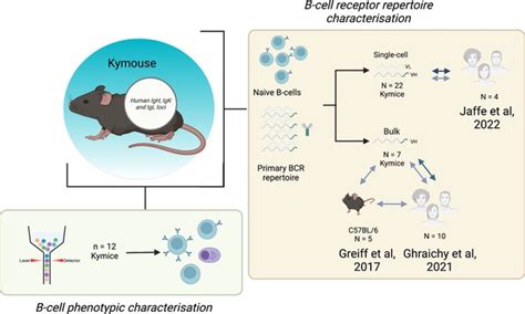 Characterisation Of The Immune Repertoire Of A Humanised Transgenic