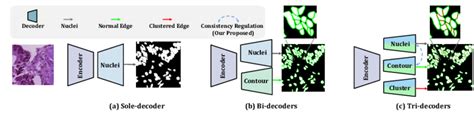 Semantic Illustrations Of The Nuclei Segmentation Networks With Download Scientific Diagram