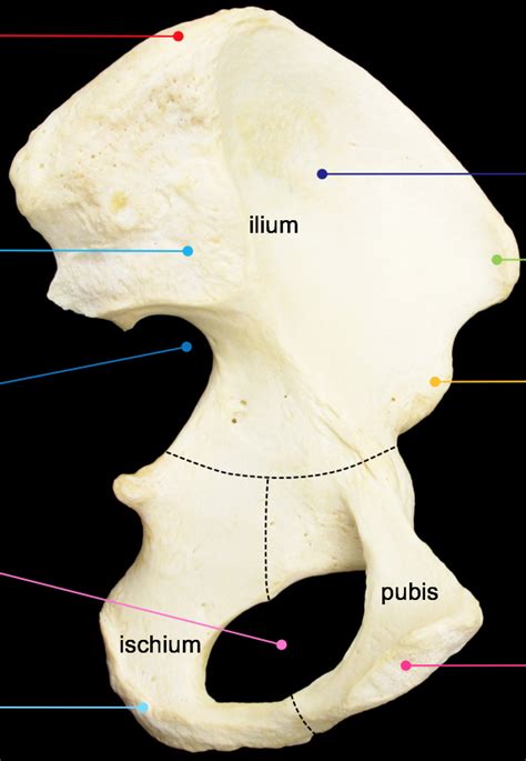 Coxal Bone 2 Diagram Quizlet