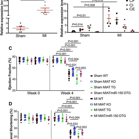 Myocardial Infarction Mi Associated Transcript Miat Deletion