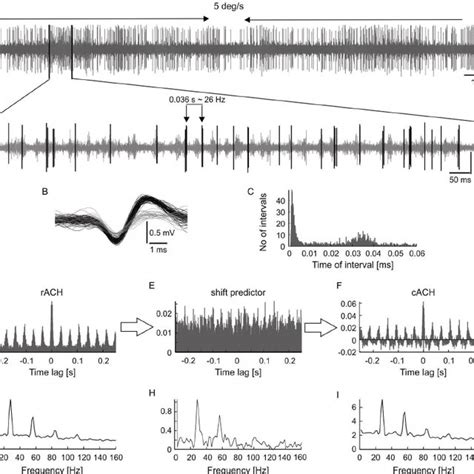 Autocorrelation Analysis Of A Neuronal Spike Train Recorded From The Download Scientific