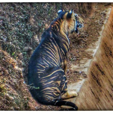Amateur Photographer Captures Photos Of Ultra Rare Black Tiger In The Wild