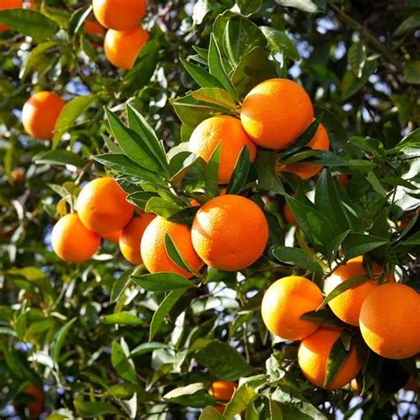 Valencia Orange Trees For Sale
