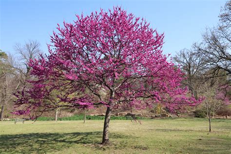 Exas Redbud Tree Showcasing Heart Shaped Leaves Turning Golden In The