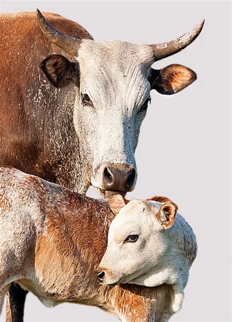 A Spotlight On Nguni Cattle Through Ed Schroeders Camera Lens