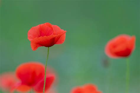 양귀비 꽃 또는 Papaver Rhoeas 양귀비 빛과 함께 꽃 양귀비는 야생 들판에서 꽃을 피운다 현충일 개념 수평 현충일 테마 포스터 인사말 카드 헤더 웹 사이트 및 앱