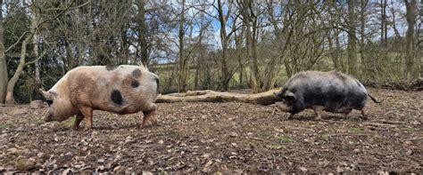 Parsnip And Mommas Rescue Story Goodheart Animal Sanctuary