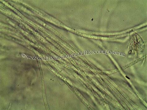 Filamentous Identification