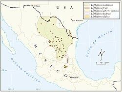 Lophophora Wikipedia