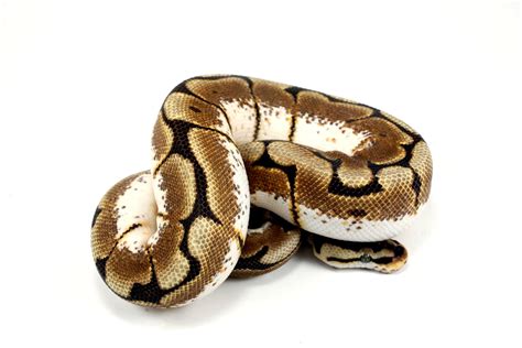 Enchi Orange Dream Spider Ball Python All Reptiles