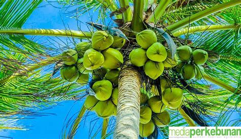 Ragam Kreasi Pohon Kelapa Daun Tandan Sampai Buah Media Perkebunan