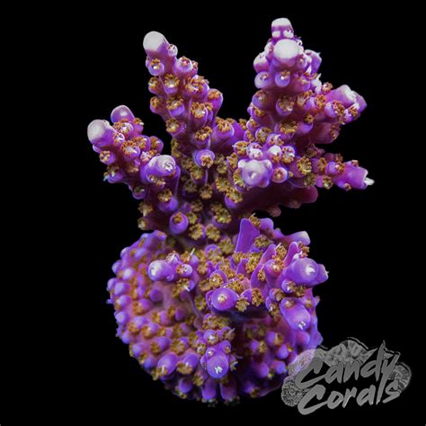 Arc Firework Acro Sp Frag A22 Candy Corals