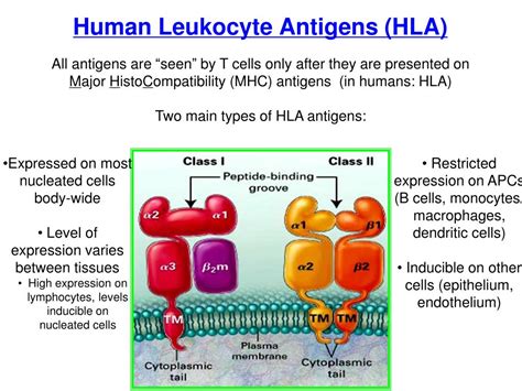 Hla Antigens On Red Blood Cells At Janelle Hernandez Blog