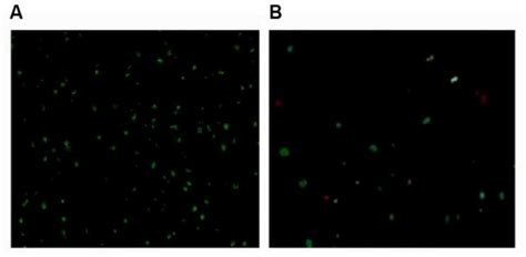 Results Of Edu Staining In Each Group The Number Of Edu Positive Cells