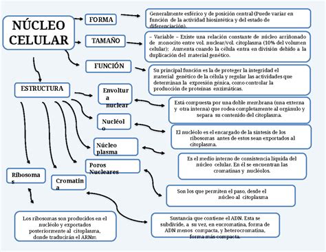 Mapa Conceptual Del Nucleo Celular 2 Forma Estructura FunciÓn