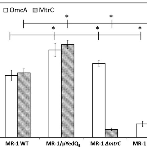 Western Blot Quantification Of Outer‐membrane C‐type Cytochrome Mtrc
