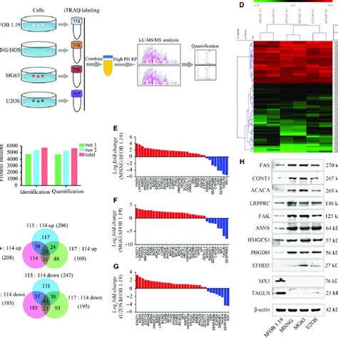 Experimental Workflow And Results Of The Quantitative Proteomic Download Scientific Diagram