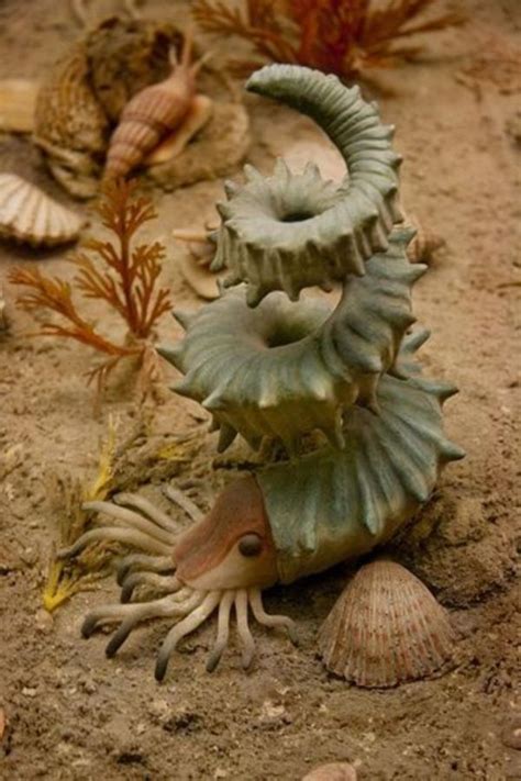 Best Images About Sea Shells Seashells On Pinterest Conch Shells Sea Shells And Antigua