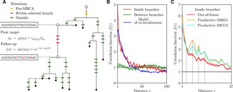 Co Localization Of Subsequent Hypermutations A Co Localization Model