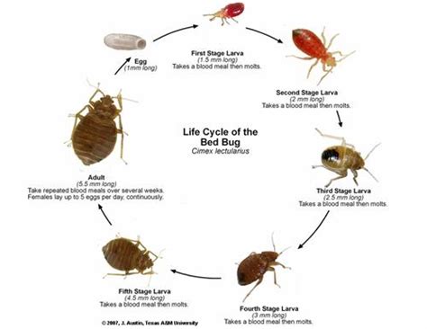 Bed Bugs Environmental Health Department Johnston County North Carolina