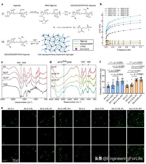 Novel Dynamically Responsive Hydrogels Enhance Pluripotency Induction