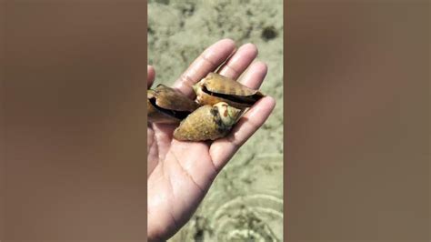 Catching Lots Of Leswe Shell Seashorevibes Youtube