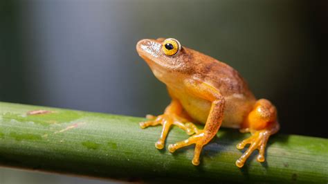 Free Images Frogs Amphibians South Africa Zululand Nature Eye