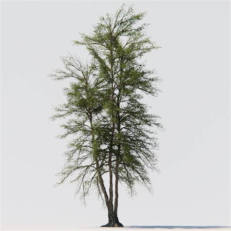 Tree Trees Models BlenderKit