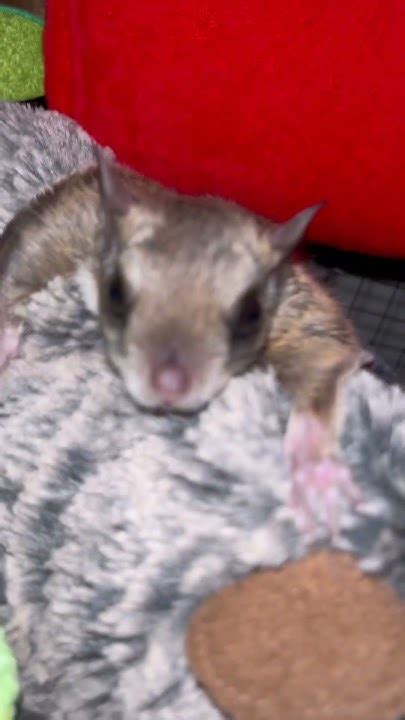 Cute Flying Squirrel Flyingsquirrels Squirrel Cute Sugerglider Rodents Lilly Rodent