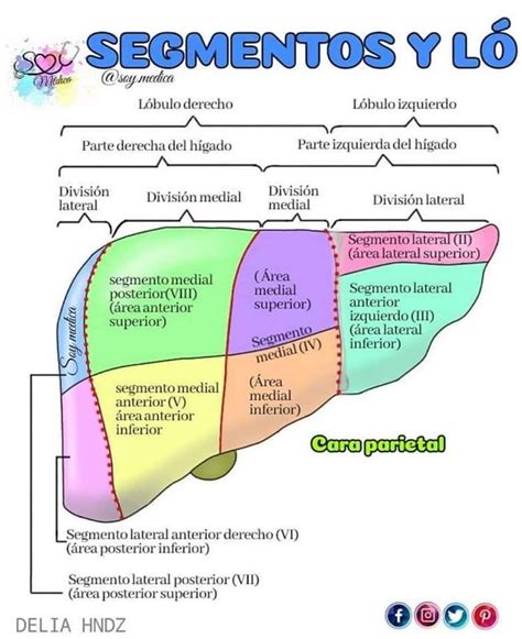 Higado Anatomia Articulaciones Del Cuerpo Humano Sistema Endocrino