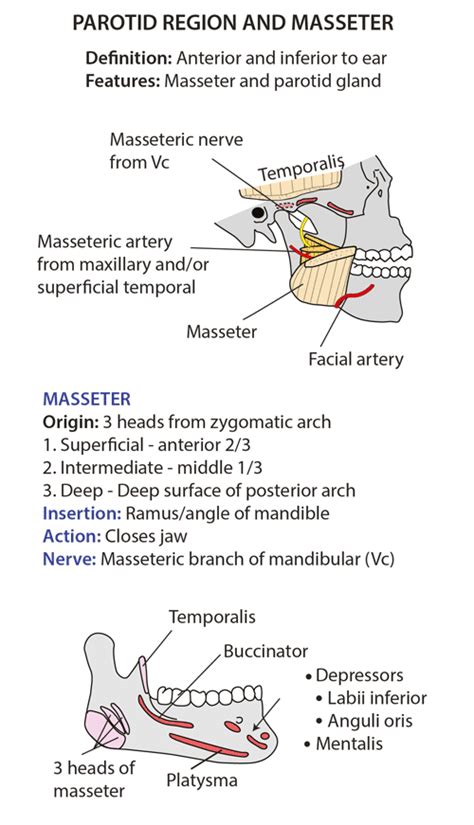 Instant Anatomy Head And Neck Areasorgans Parotid Region Masseter