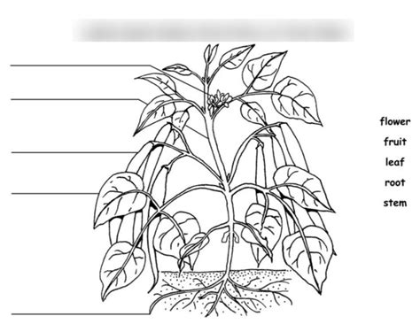 Plant Structure And Function Worksheet