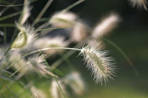 Ornamental Grass Grasses Free Photo On Pixabay