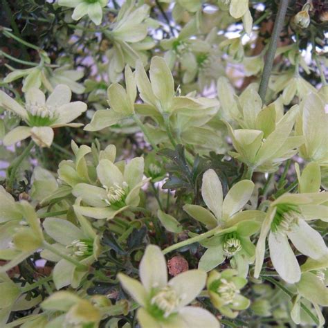 Clématite X Cartmanii Pixieclematis X Cartmanii Pixie Pot De 2l Tuteur Bambou 6090 Cm