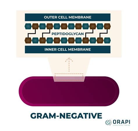Gram Positive Vs Gram Negative Bacteria Orapi Asia