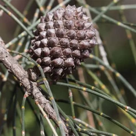 Drooping Sheoak Private Forest Tasmania