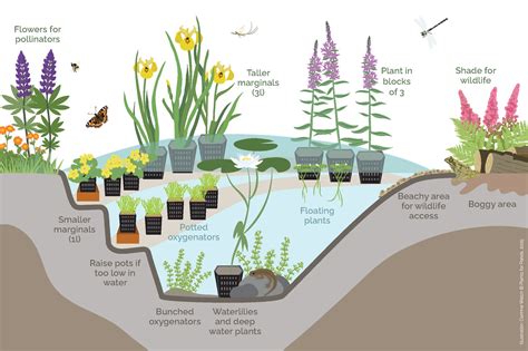 How To Measure Your Pond Pond Plant Calculator And Guide Plants For Ponds