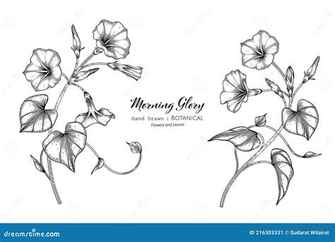 Morning Glory Flower