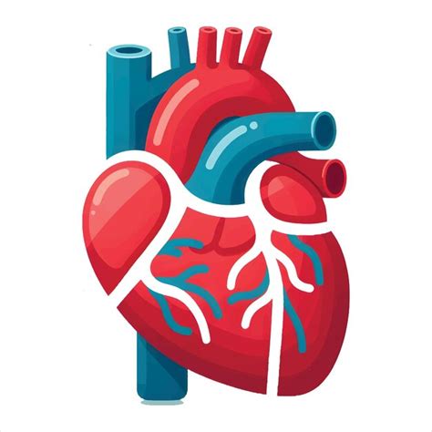 Human Heart R4 Chamber Anatomy Diagram Muscular Pumps Cardiology Vector