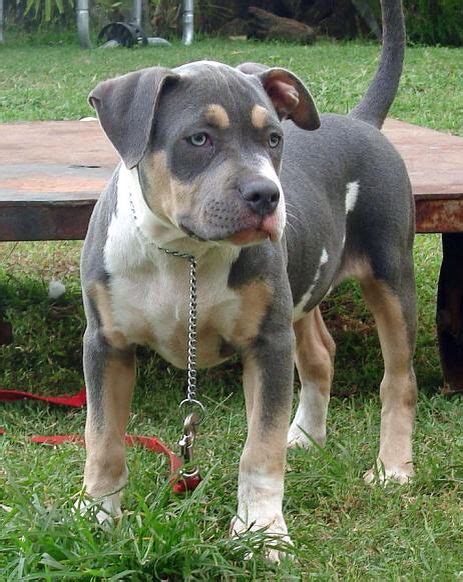 Rare Tri Color Pitbulls