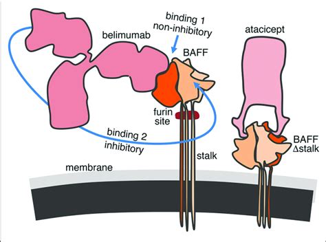 Hypothetical Model For The Binding Of Belimumab And Atacicept To